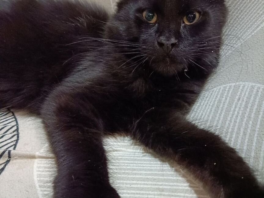 Котенок Мейн-кун