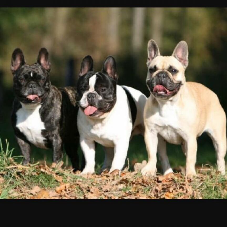 Отдам французского бульдога