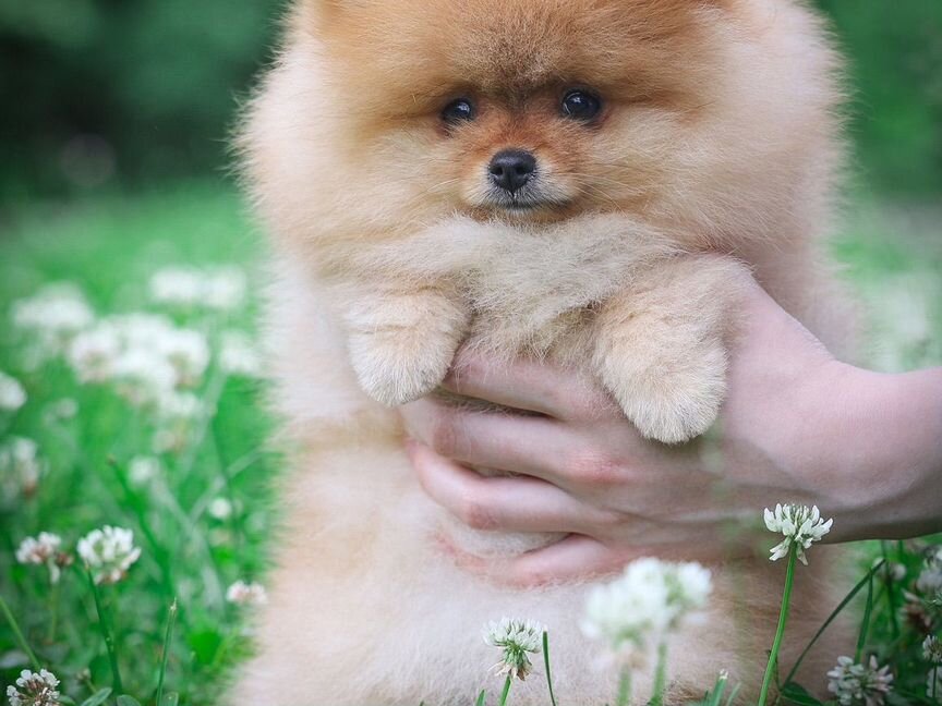 Померанский шпиц мини щенок