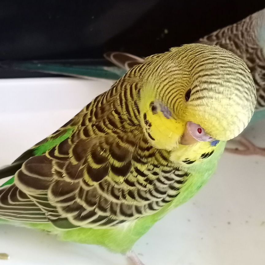 Волнистый попугай