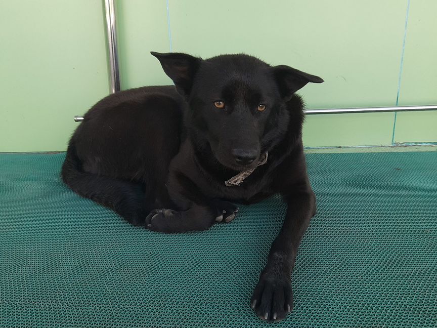 Восточноевропейская овчарка