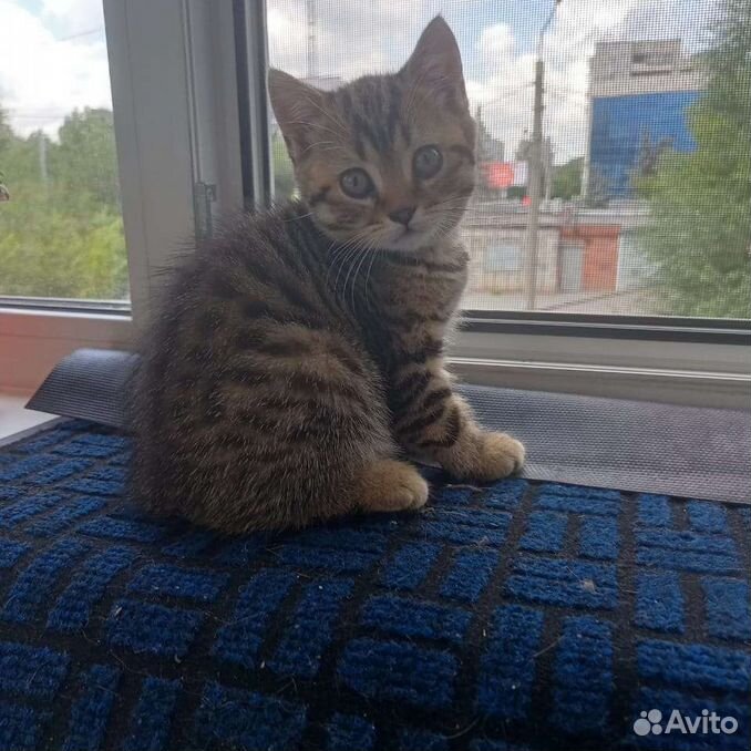 Котенок шотландец скотиш-страйт