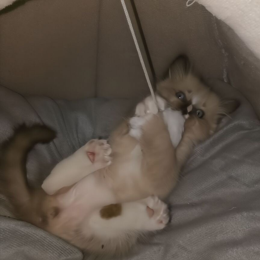 Невский маскарадный котёнок