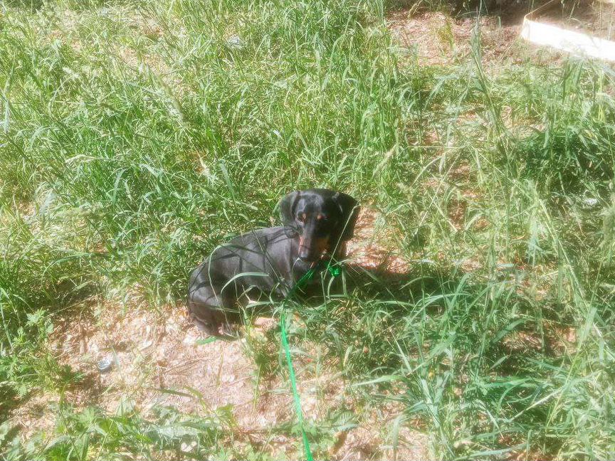 Карликовая такса