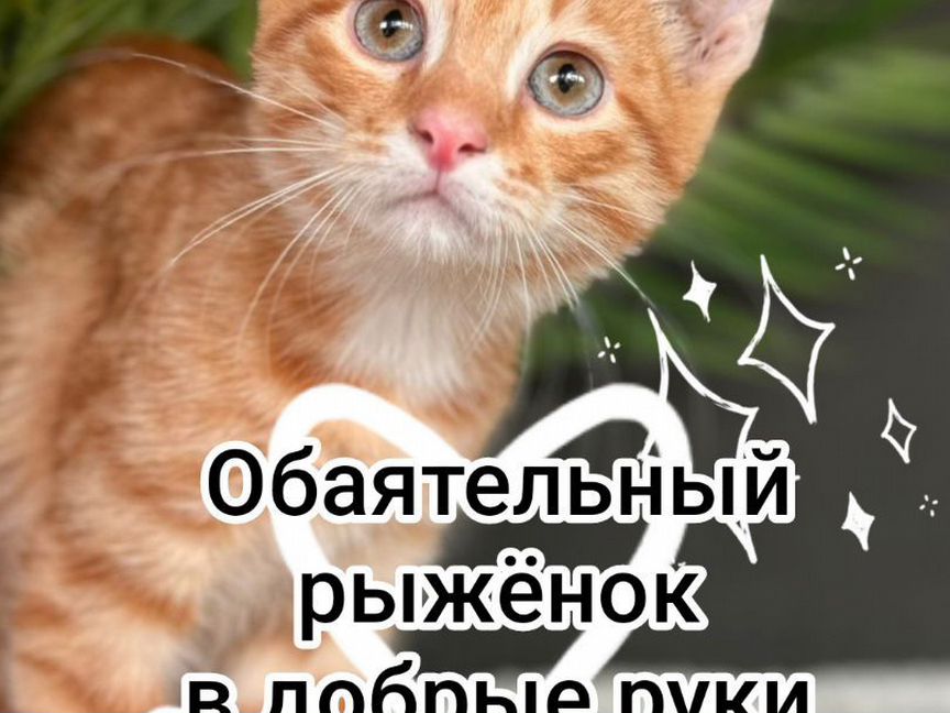 Обаятельный рыжëнок в добрые руки