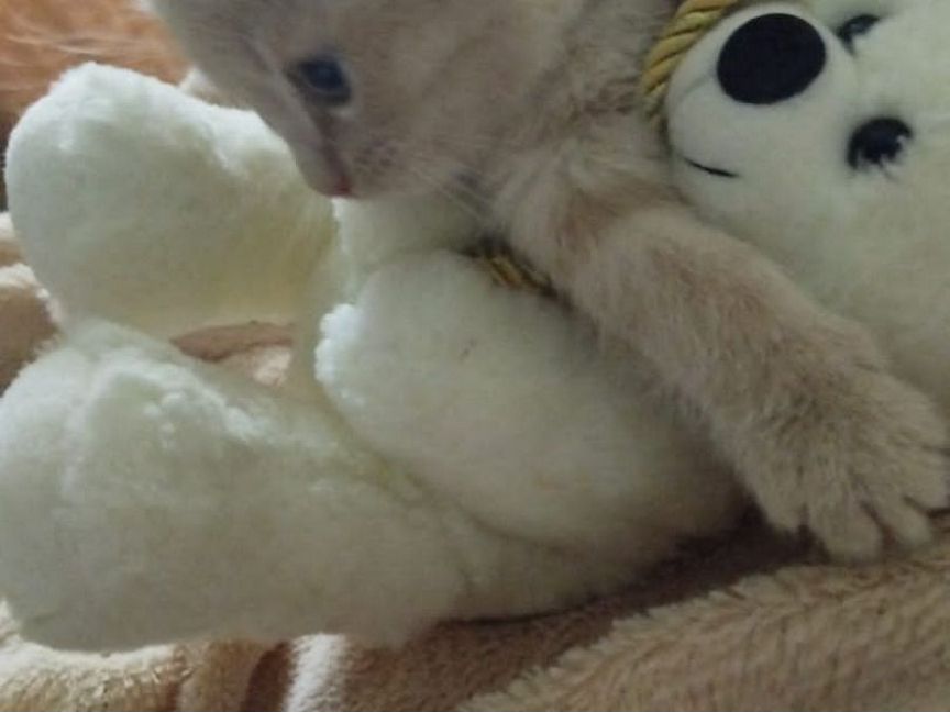 Кошка в дар