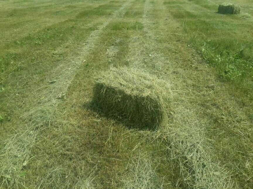 Сено луговое 2023 года