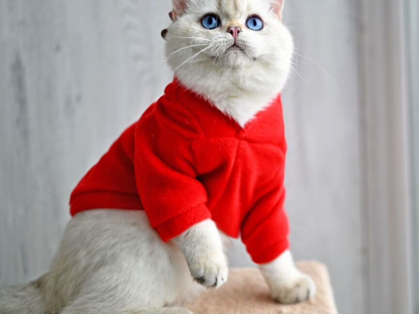 Синеглазый котик золотой пойнт