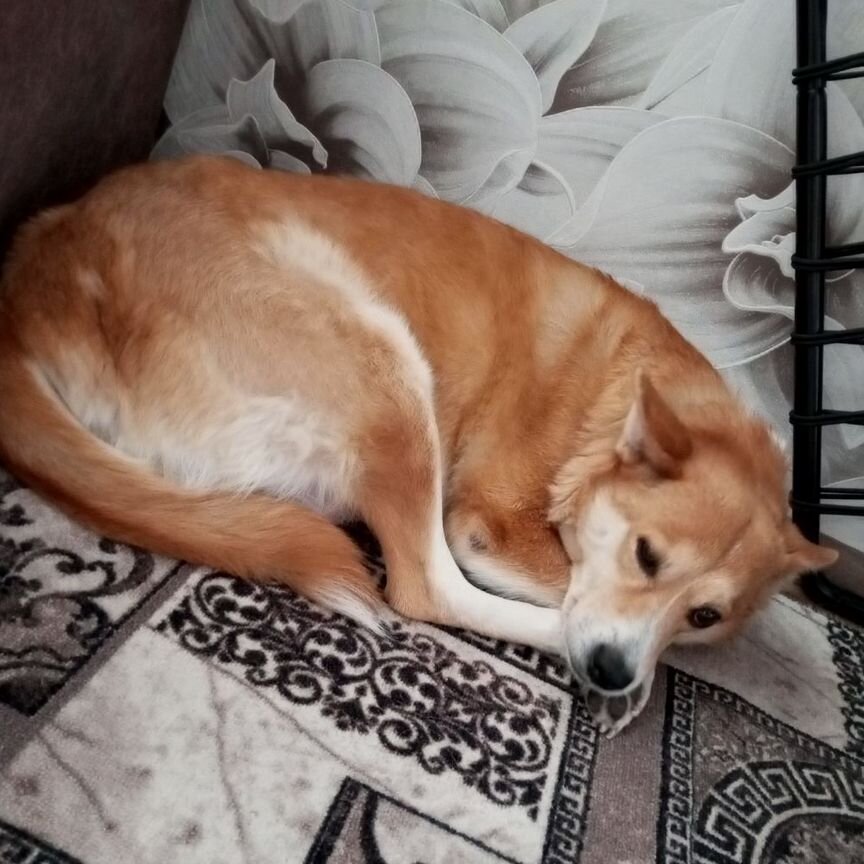 Взрослая собака в добрые руки