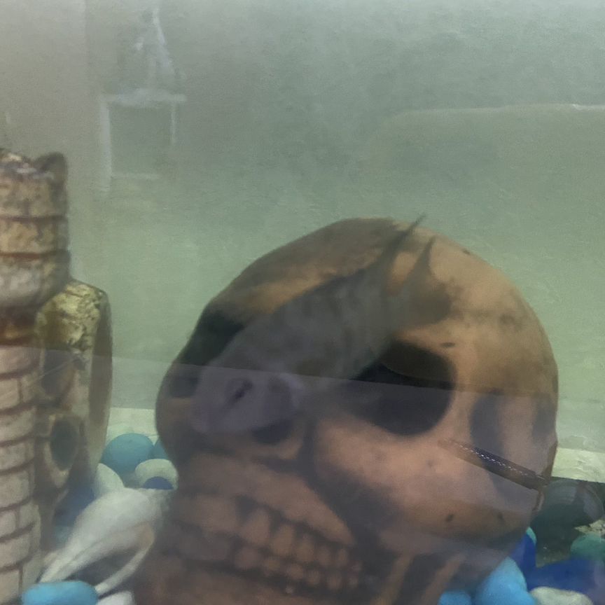 Рыбки в дар