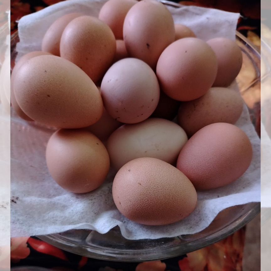 Продам яйцо цесарки