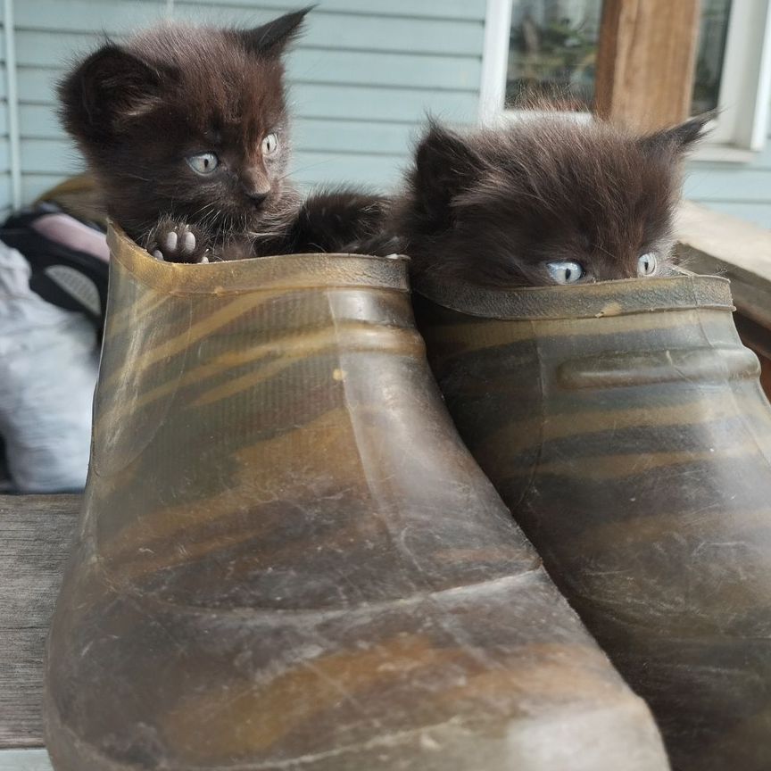 Котята в добрые руки, два мальчика и две девочки