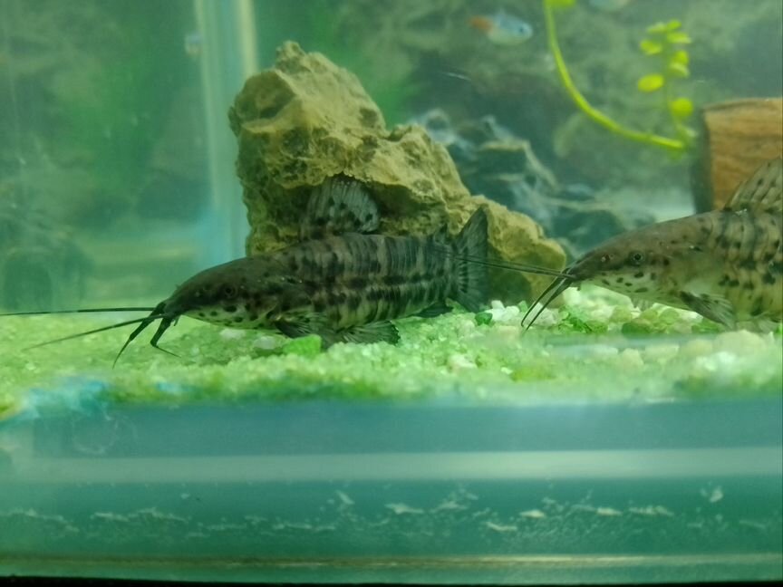 Сомики, неоны, данио