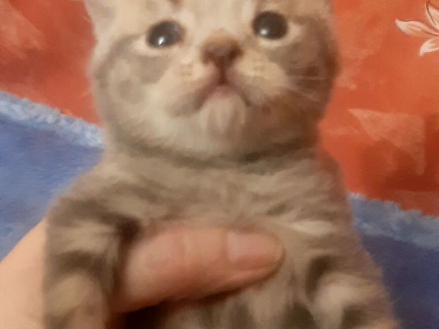 Шотландский котик