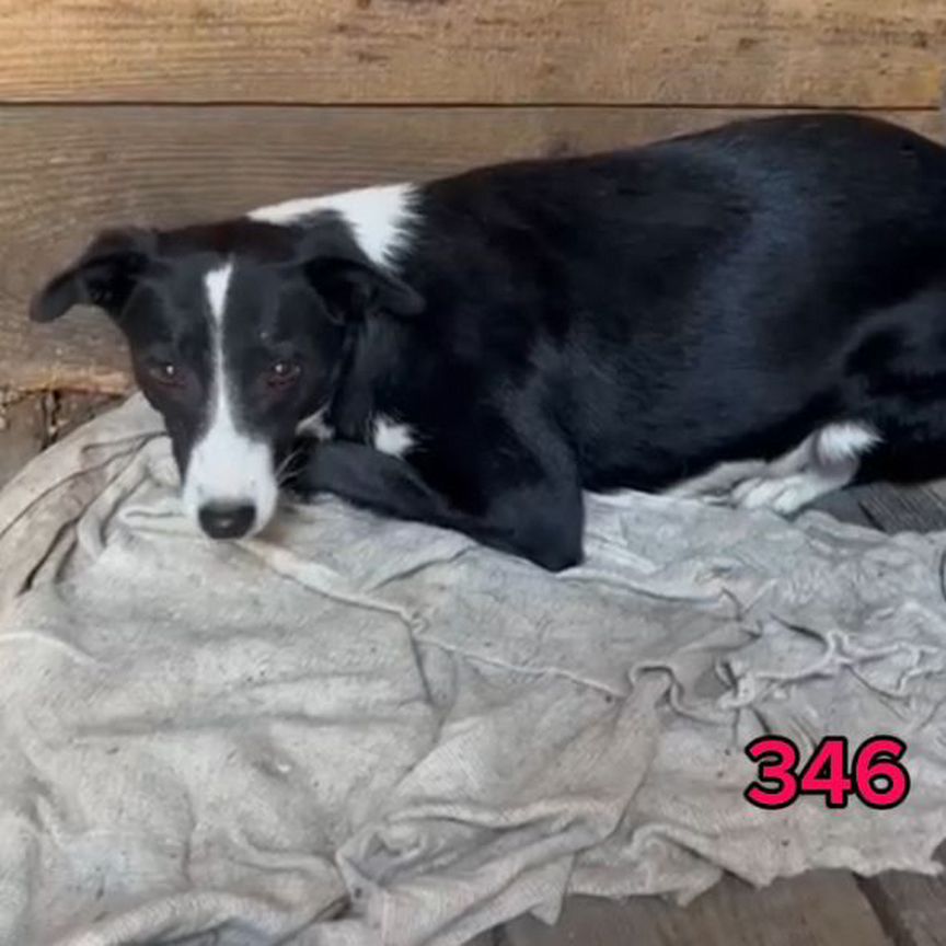 В добрые руки