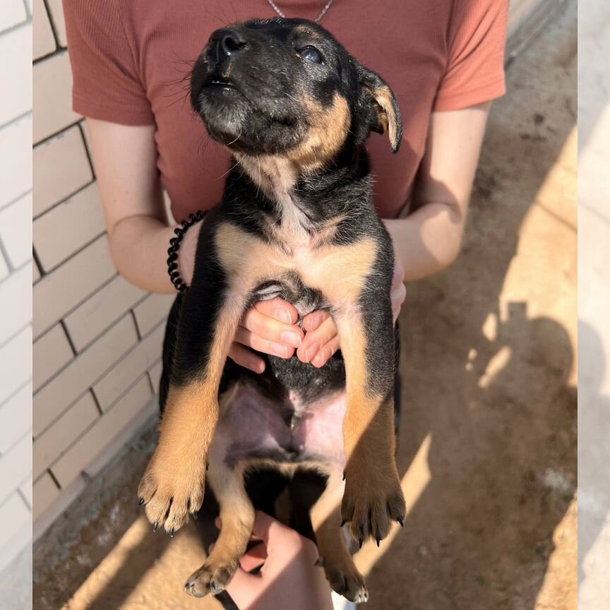 Щенок в добрые руки