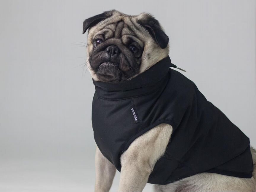 Жилетка для Мопса