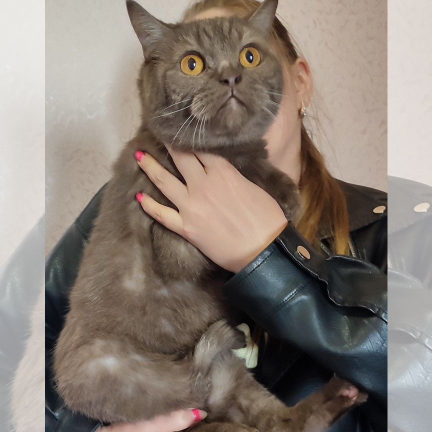 Британский короткошёрстный, взрослый кот