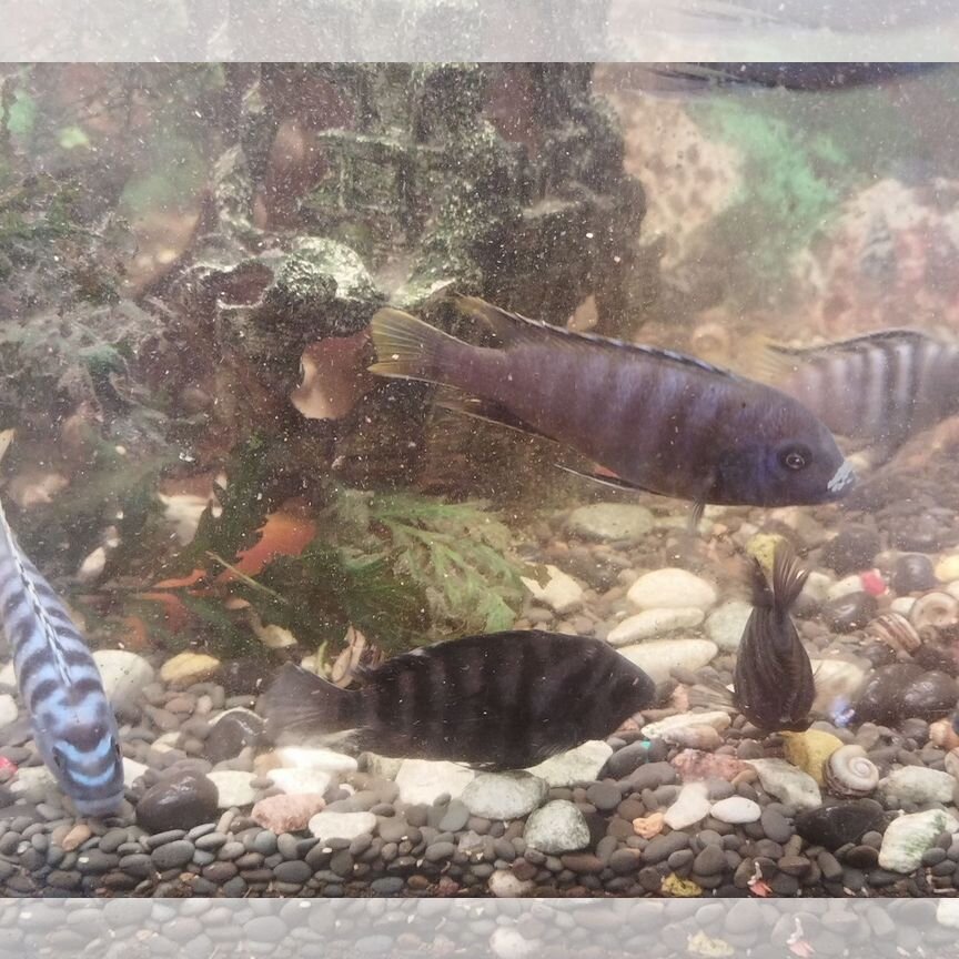 Малазийская цехлида, чернополоска