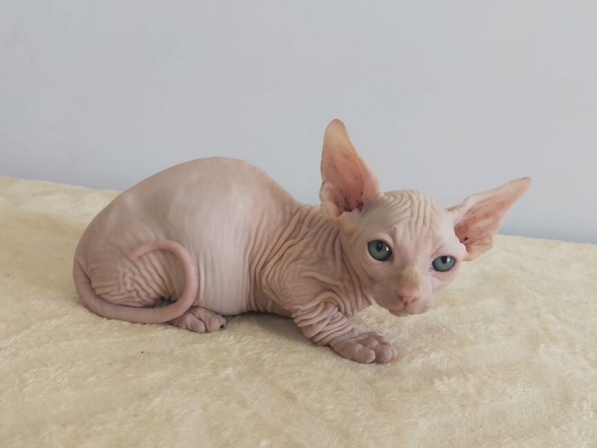 Канадский сфинкс эльф