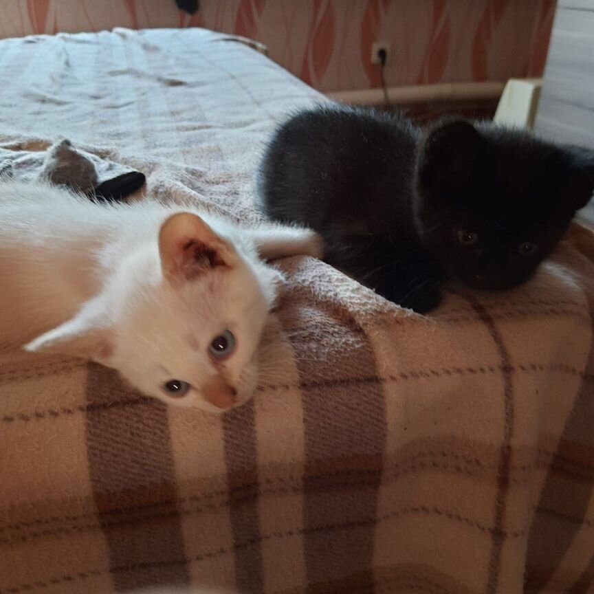 Котята в добрые руки бесплатно