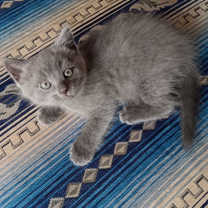 Игривый британец котенок