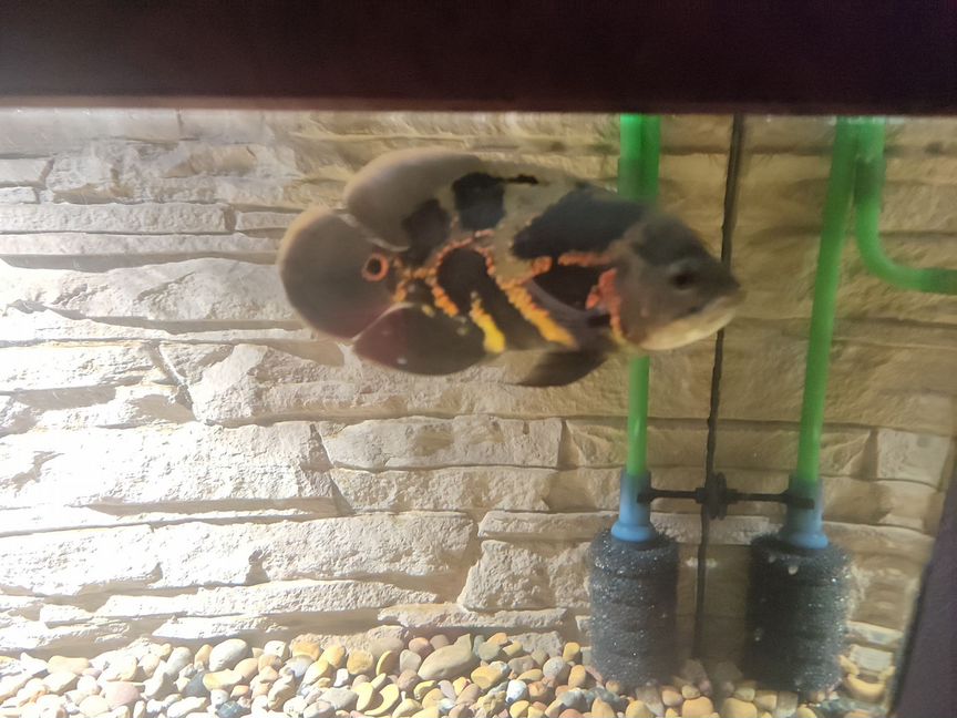 Астронотусы