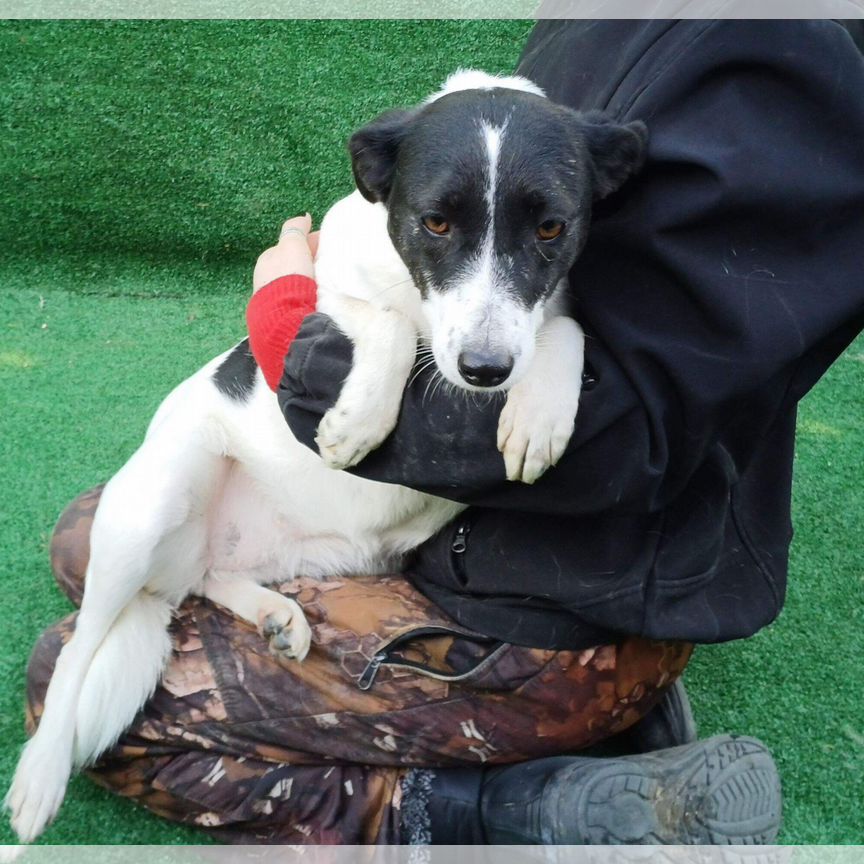 Беспородная собака в добрые руки