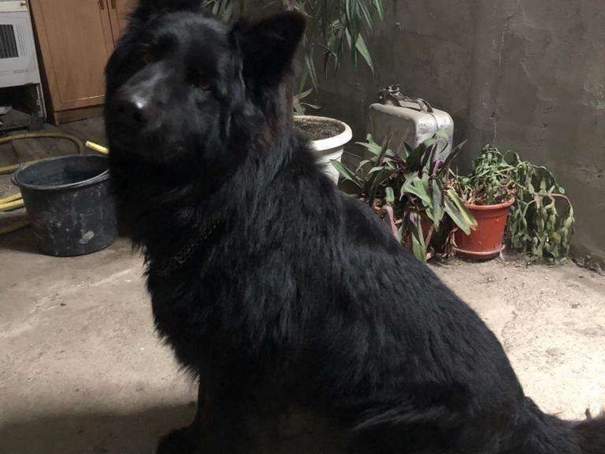 Немецкая овчарка вязка