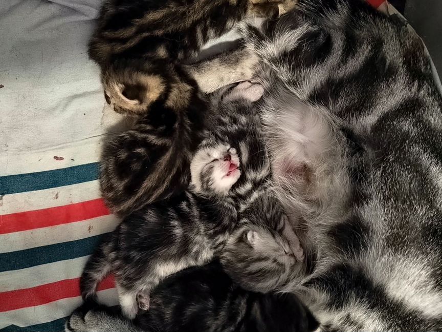 Шотландские котята