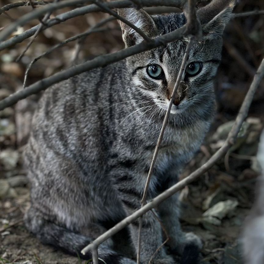 Котятки-подростки