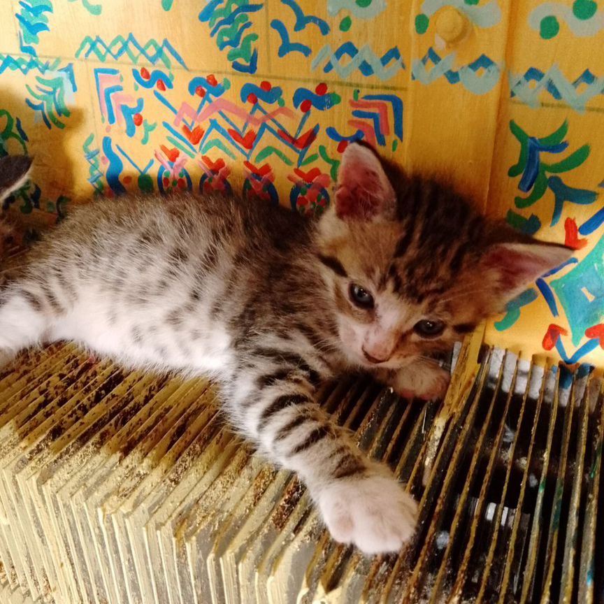 Котята в добрые руки бесплатно