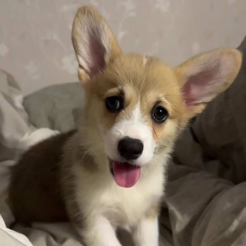 Вельш-корги