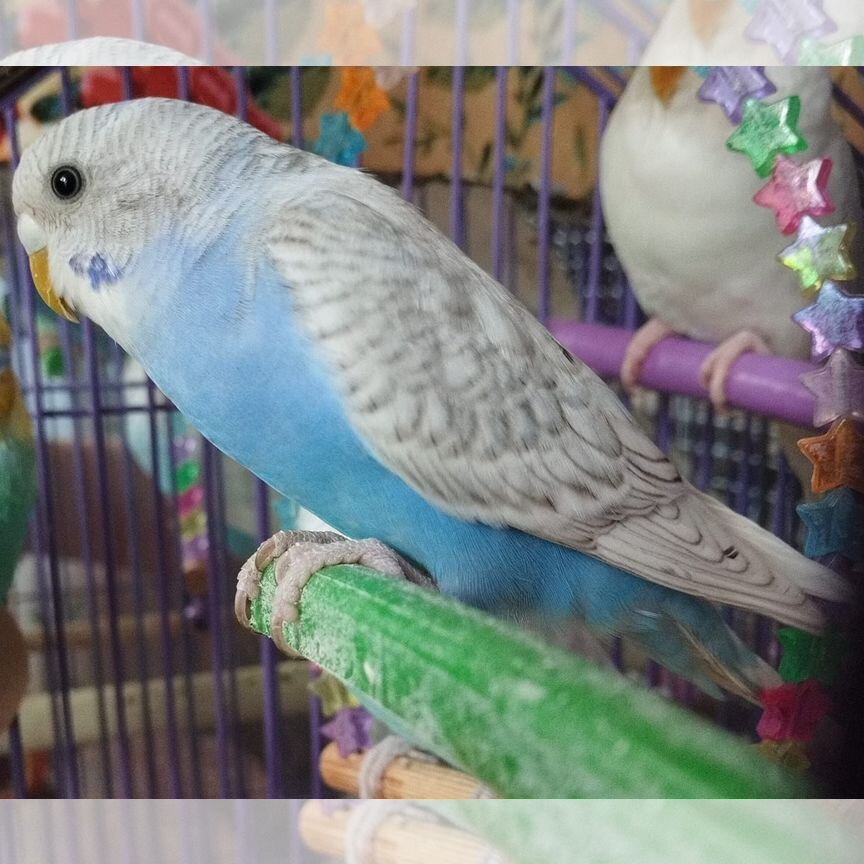 Птенчики волнистого попугайчика девочки