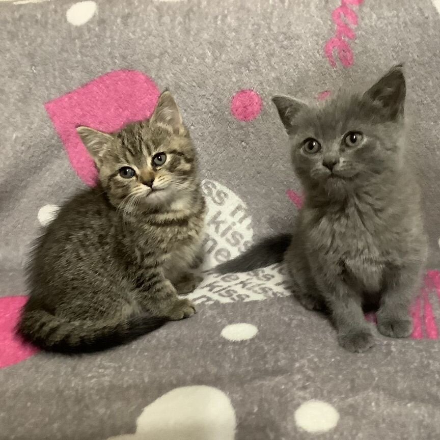 Британский короткошёрстный котёнок