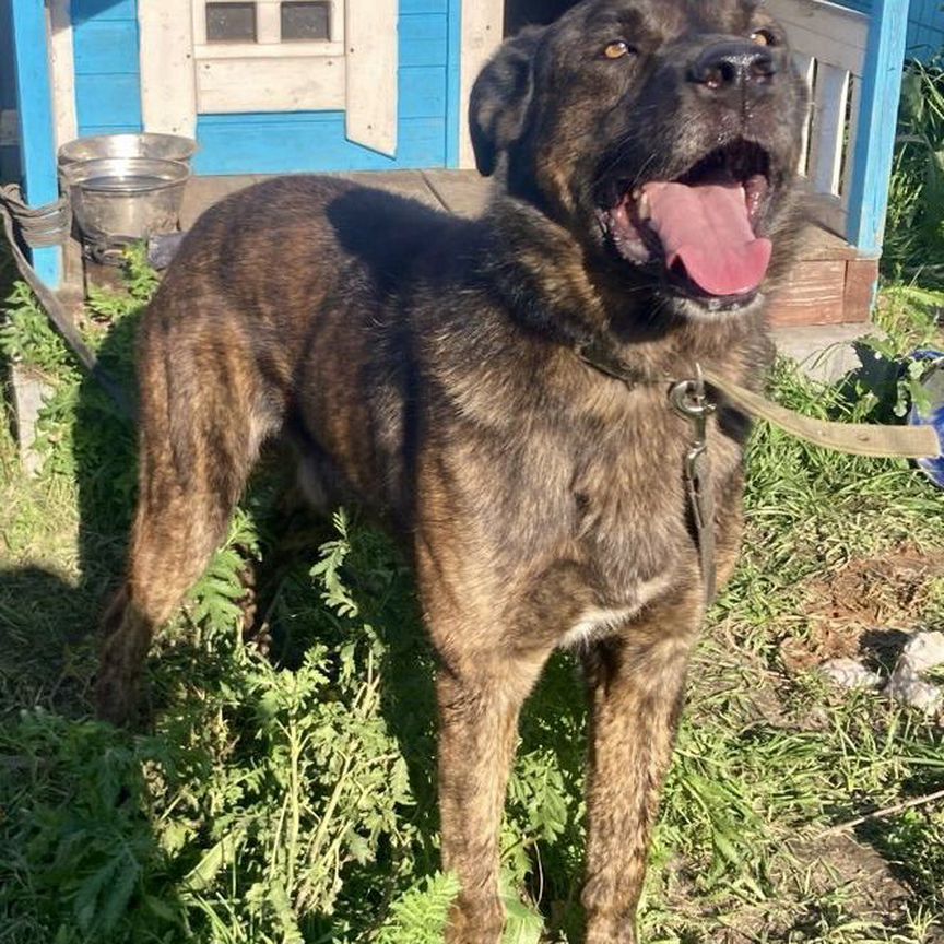 Собака в беде в добрые руки