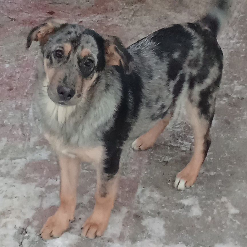 Мальчик для души и охраны