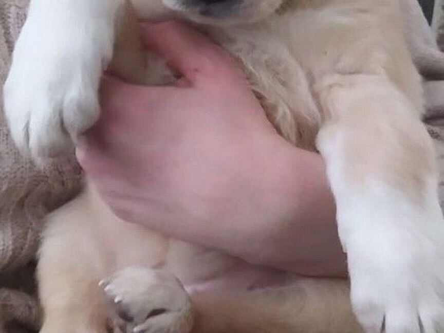 Щенки с очень грустными глазами