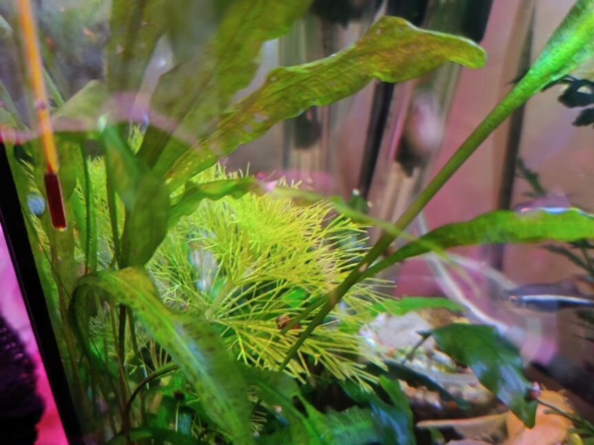Аквариумные растения прополка