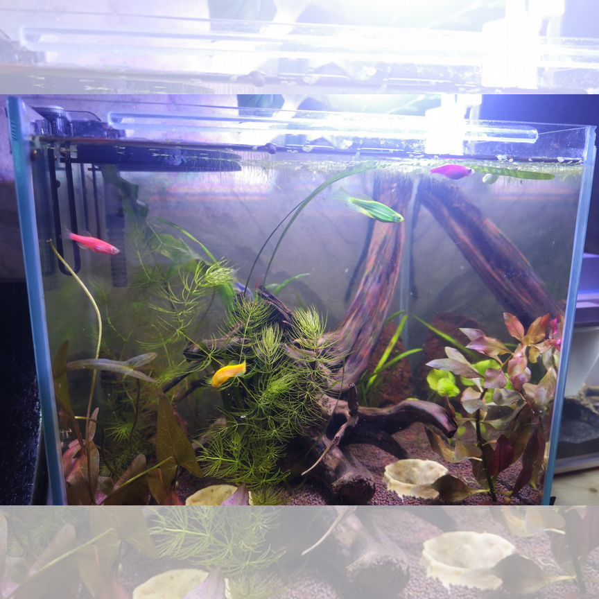 Рыбки данио