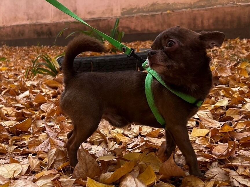 Мини Чихо мужчина ждёт девочек своей породы