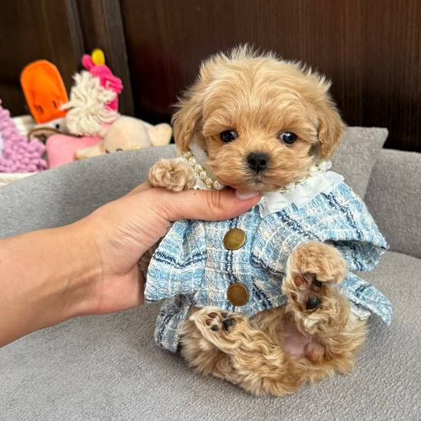 Мальтипу, щенок