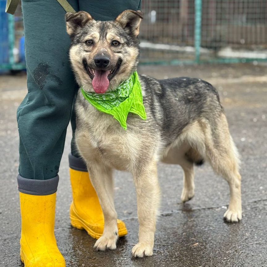 Взрослая собака в добрые руки