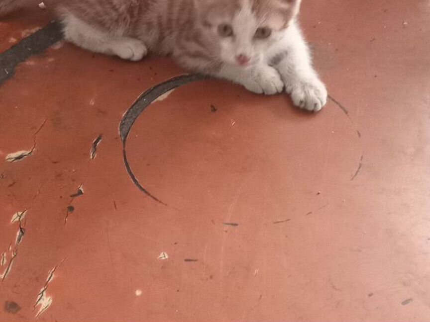 Котёнок