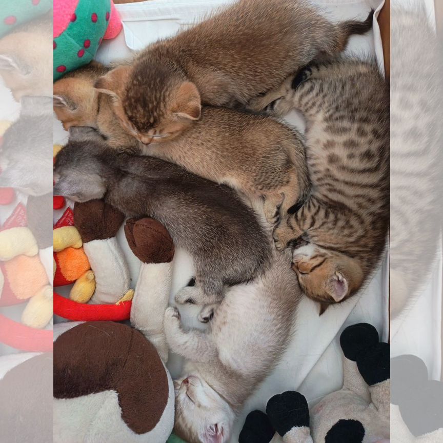 Котята золотая шиншилла