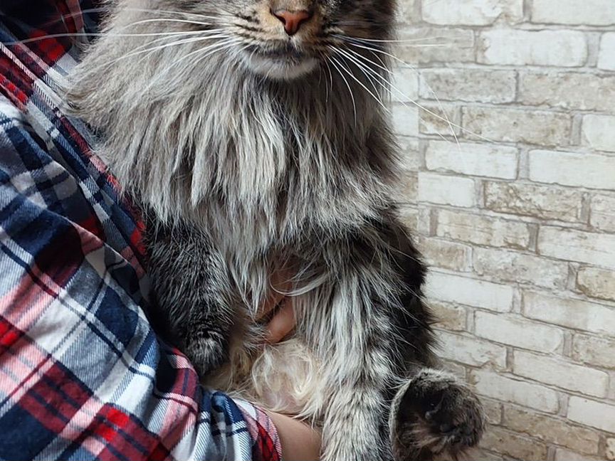 Кот мейн-кун