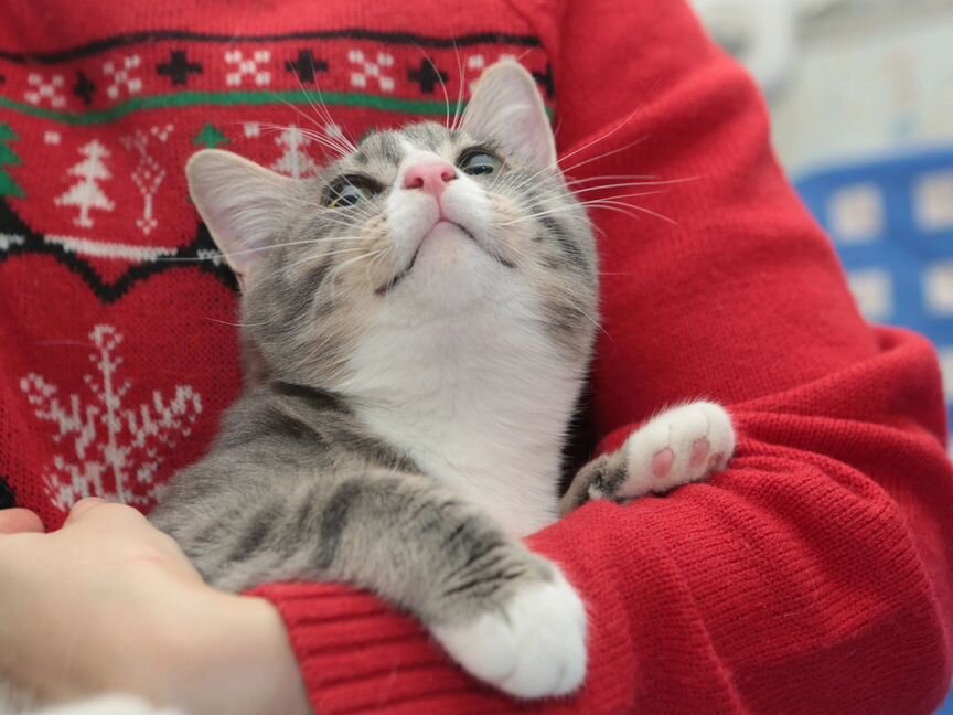 Котёнок Шумахер