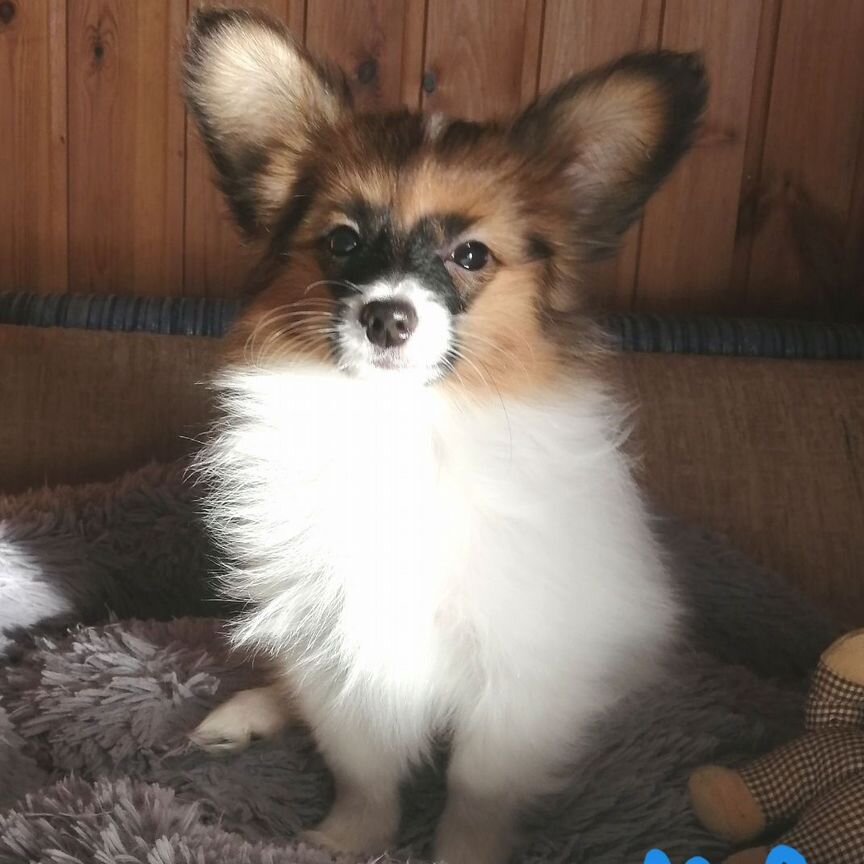 Оберон - папийон