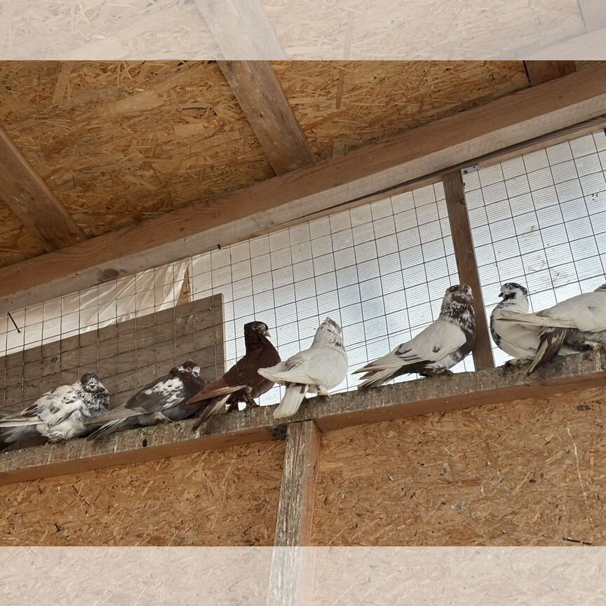 Андижанские,Чины,Маргеланцы