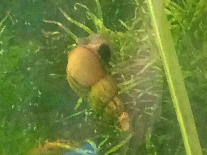 Улитка "Мелания" в аквариум